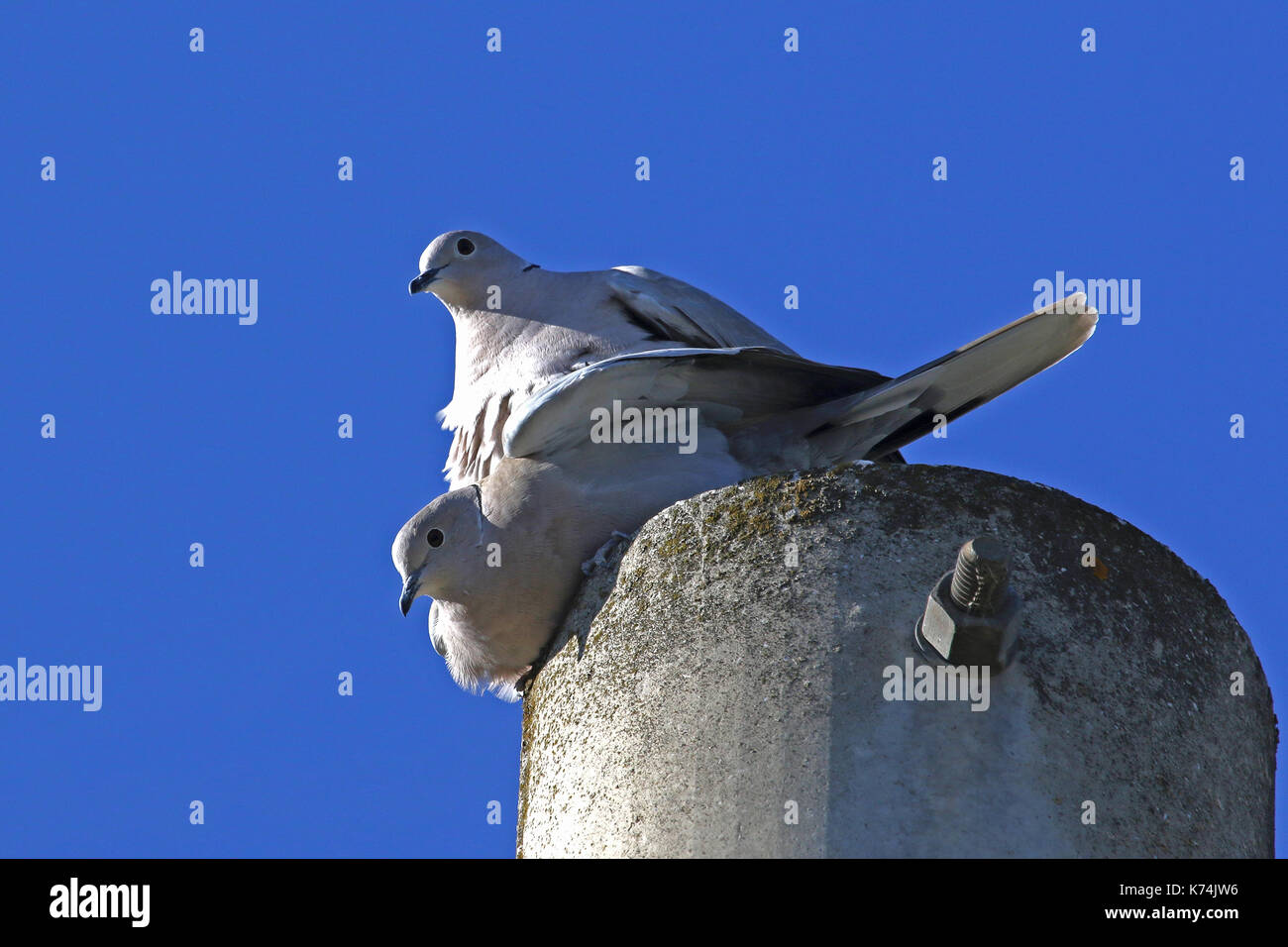 Pair of collared mourning doves Latin streptopelia deaocto male and ...