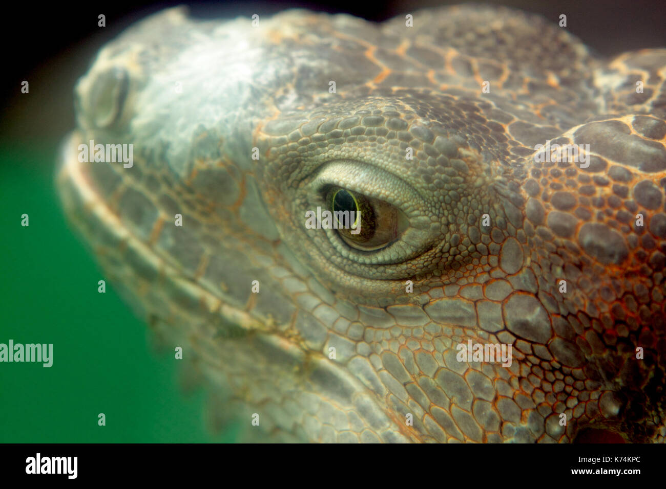 Close up godzilla hi-res stock photography and images - Alamy