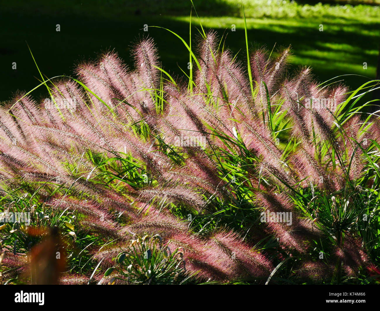 Beautiful tufty grass is back lit by evening sunlight in Kew Gardens ...