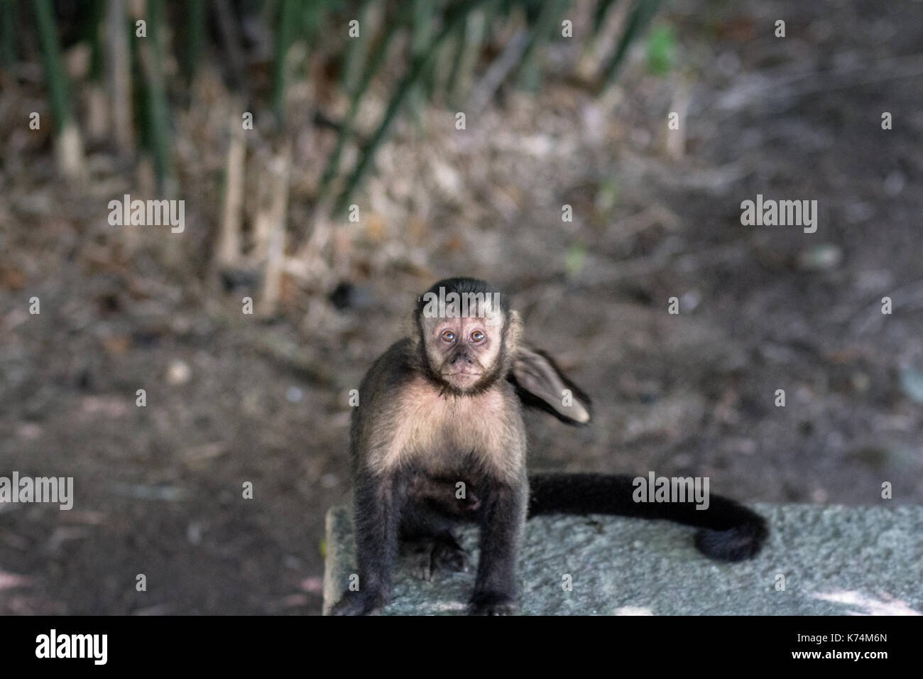All over Brazil is possible to find the Capuchin monkey, they live from ...