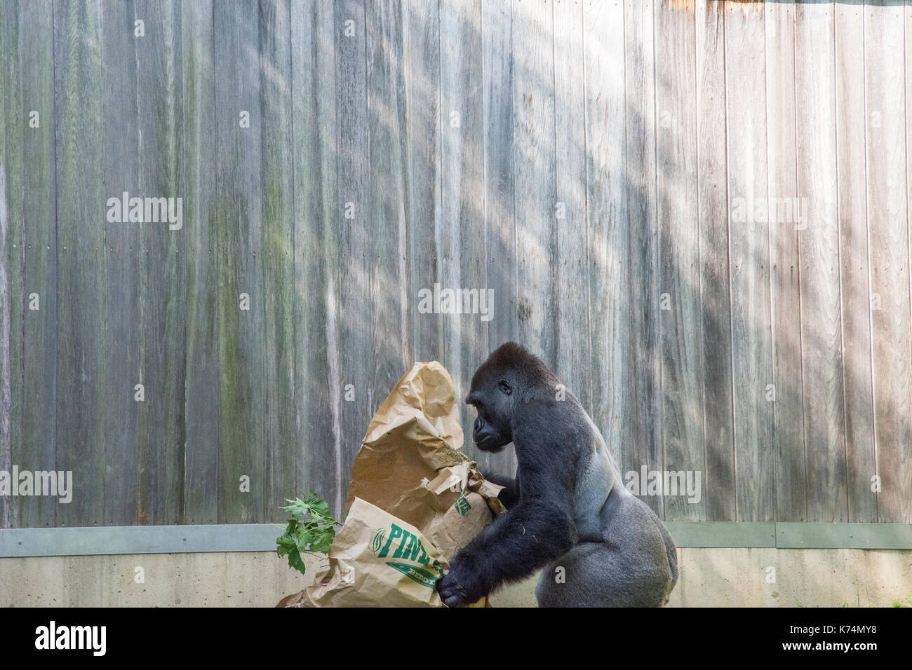 Western lowland gorilla food hi-res stock photography and images - Alamy