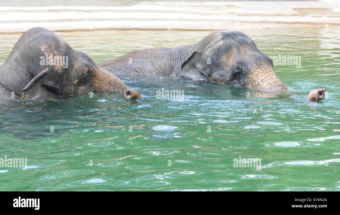 Two female elephants relax in their swimming pool at the National Zoo ...