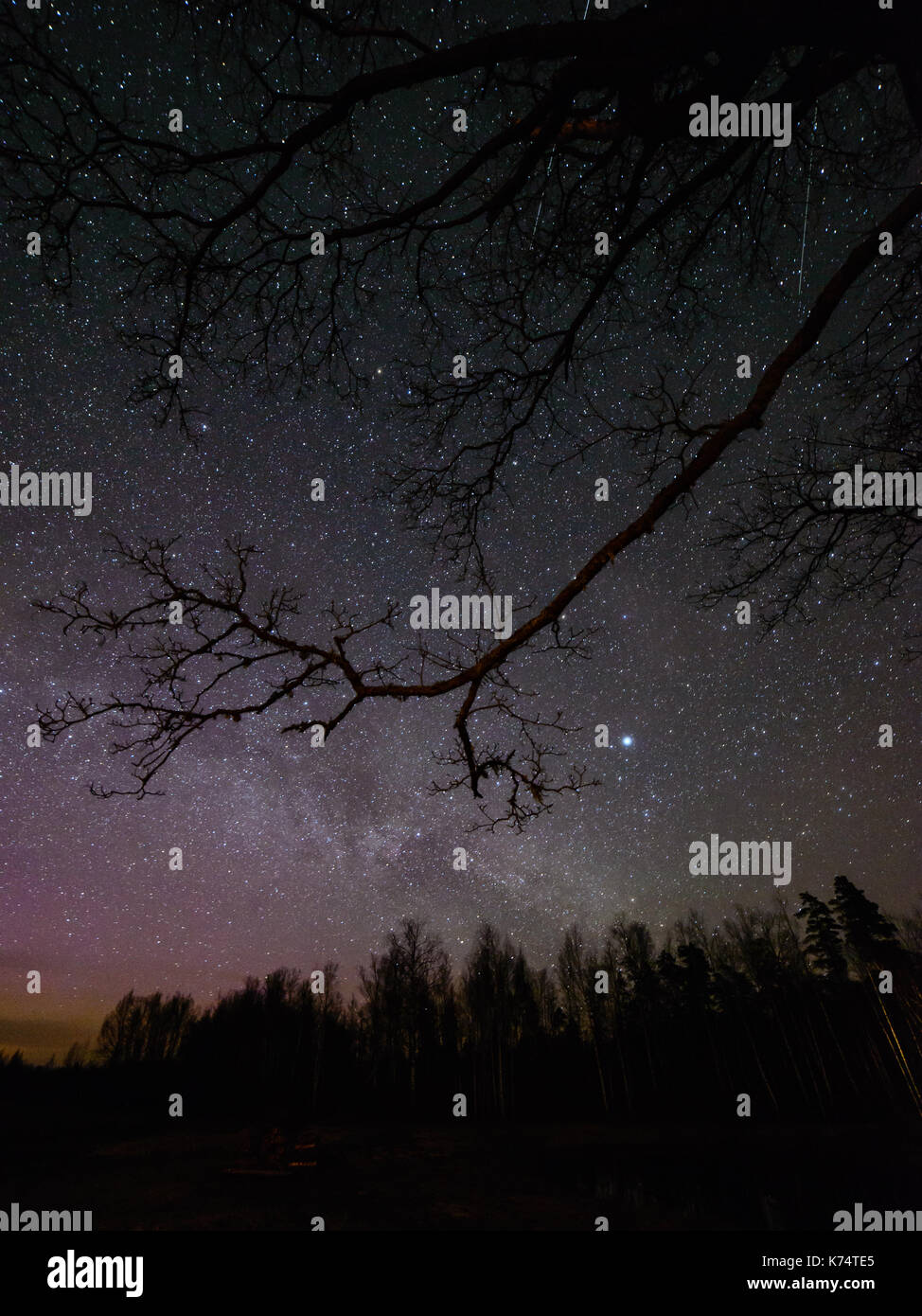 colorful milky way galaxy seen in night sky through black trees in ...