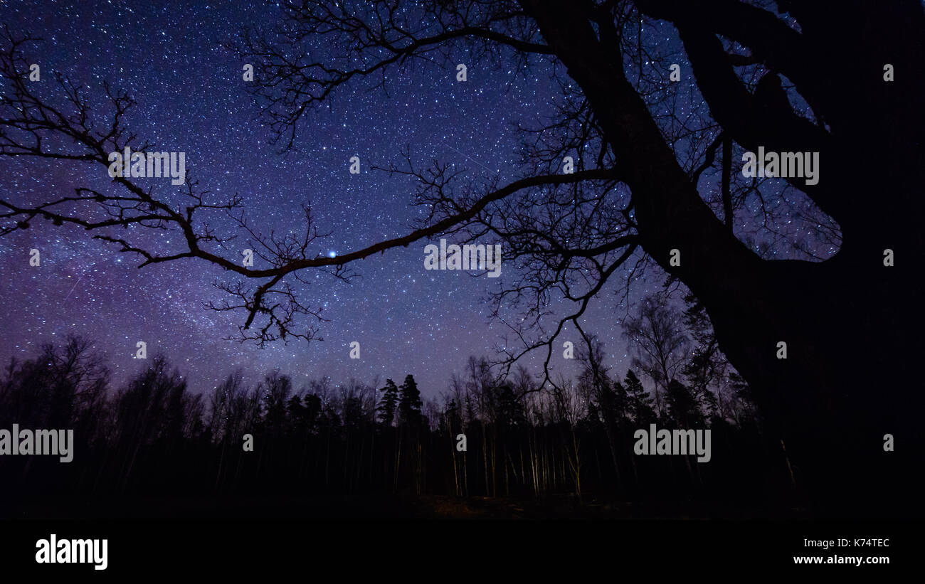 colorful milky way galaxy seen in night sky through black trees in ...