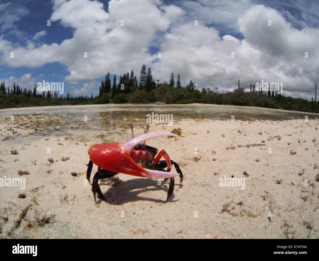 Fiddler crab hi-res stock photography and images - Alamy