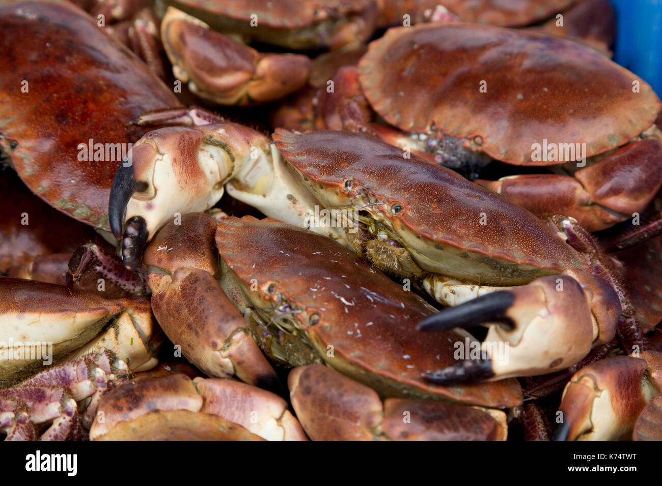 Brown crabs on a fishmonger's stall Stock Photo - Alamy