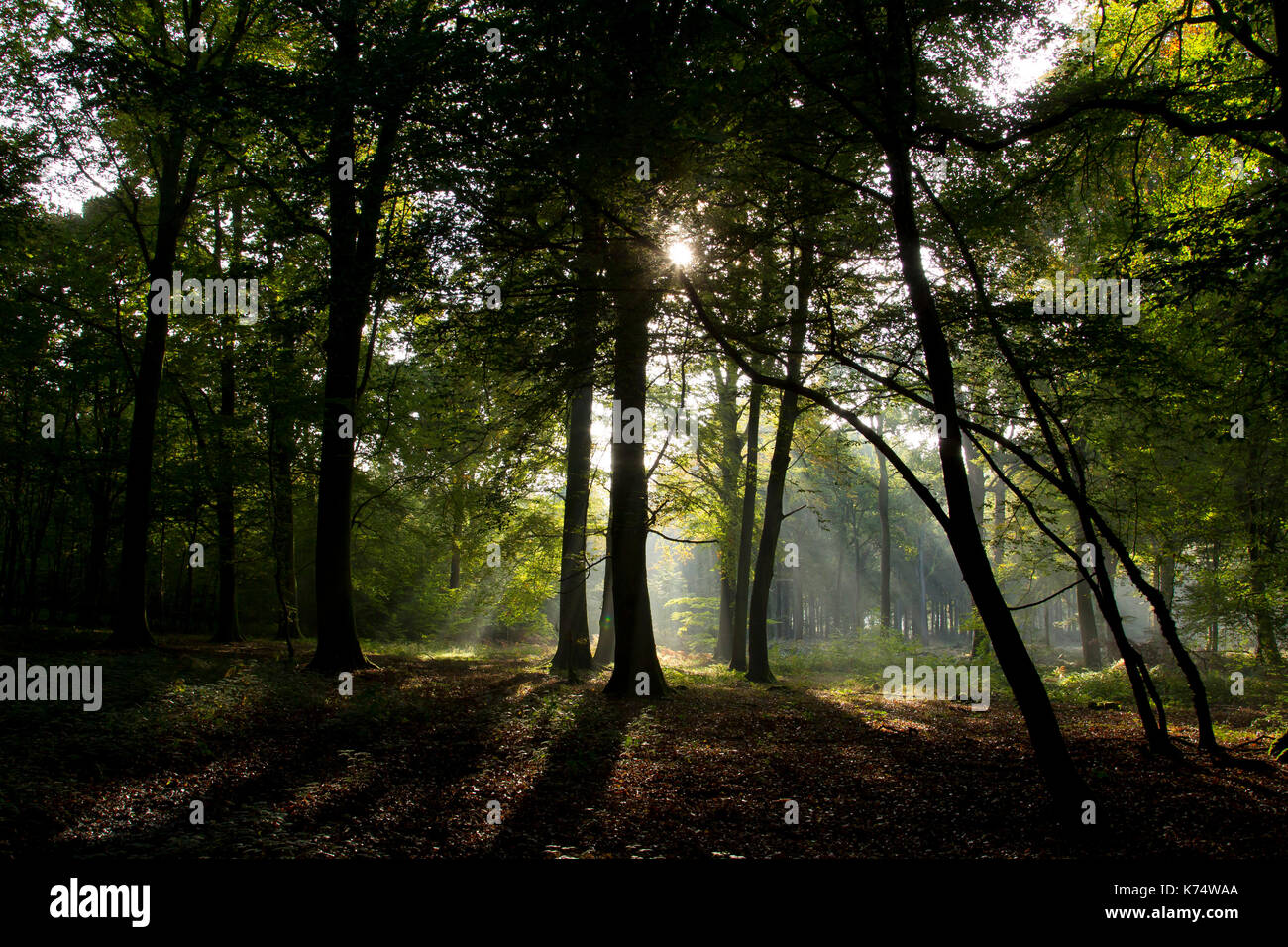 Crécy hi-res stock photography and images - Alamy