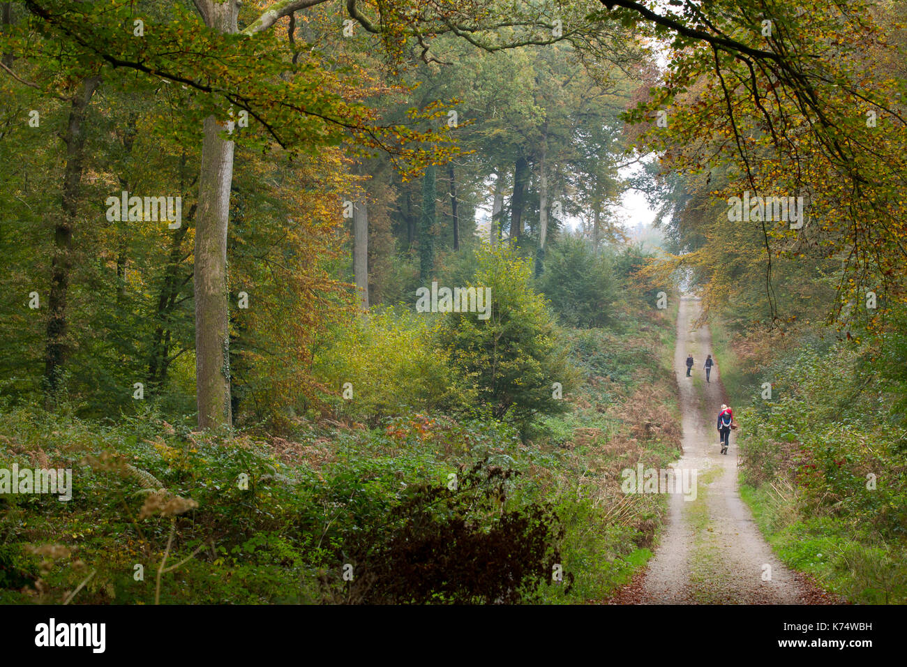 Path in the forest of Crecy in Crecy-en-Ponthieu (north of France Stock ...