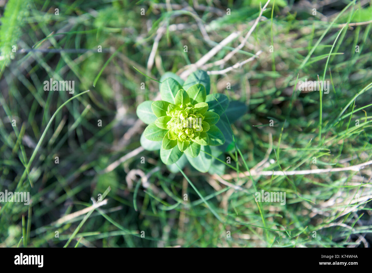 Overhead flower hi-res stock photography and images - Alamy