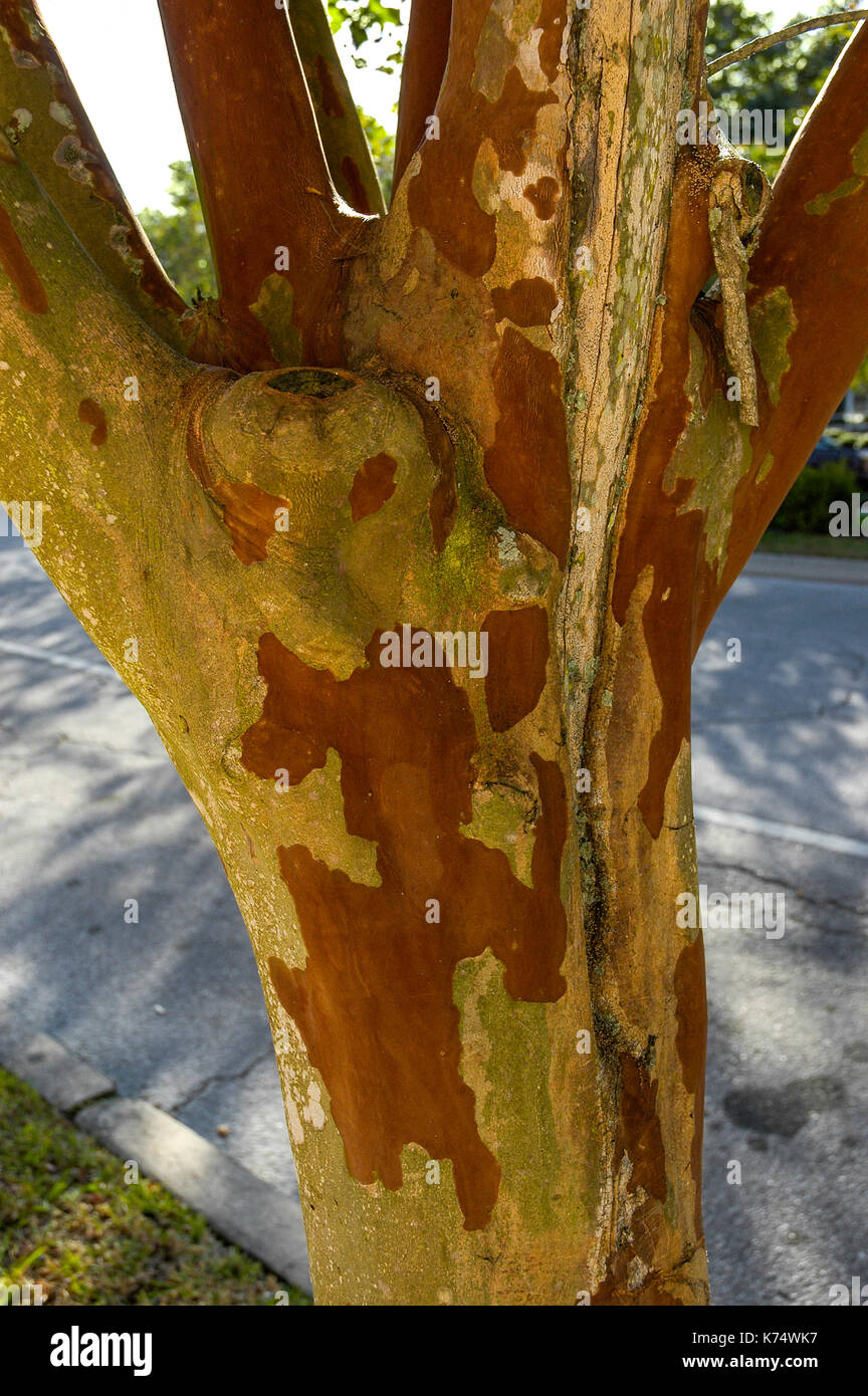 Multi-colored Crape Myrtle tree trunk Stock Photo - Alamy