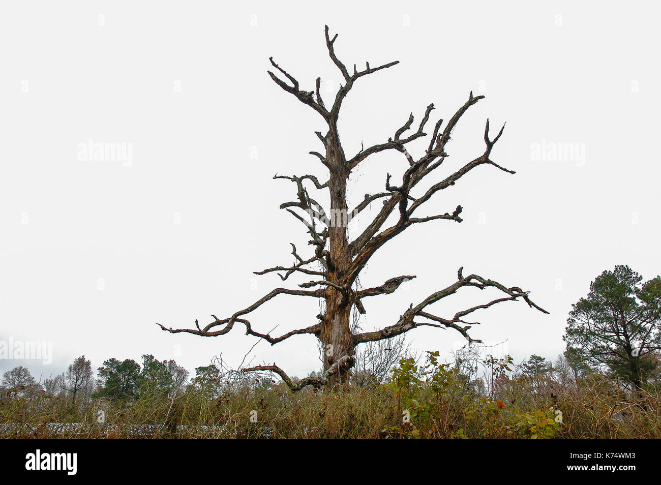 Dead Tree found in North Carolina Stock Photo - Alamy