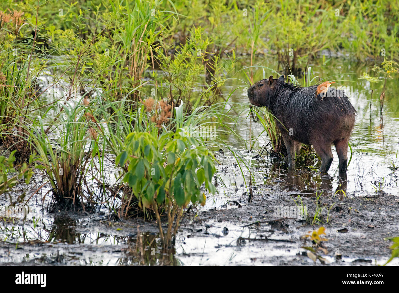 The capybara with animals on its back hi-res stock photography and ...