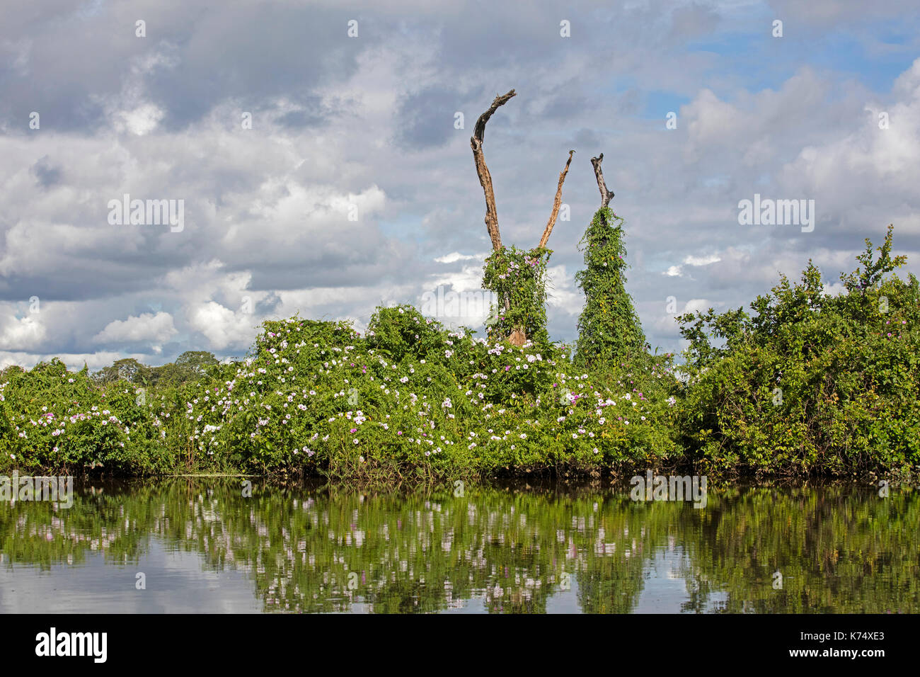 River bank plants vegetation hi-res stock photography and images - Alamy
