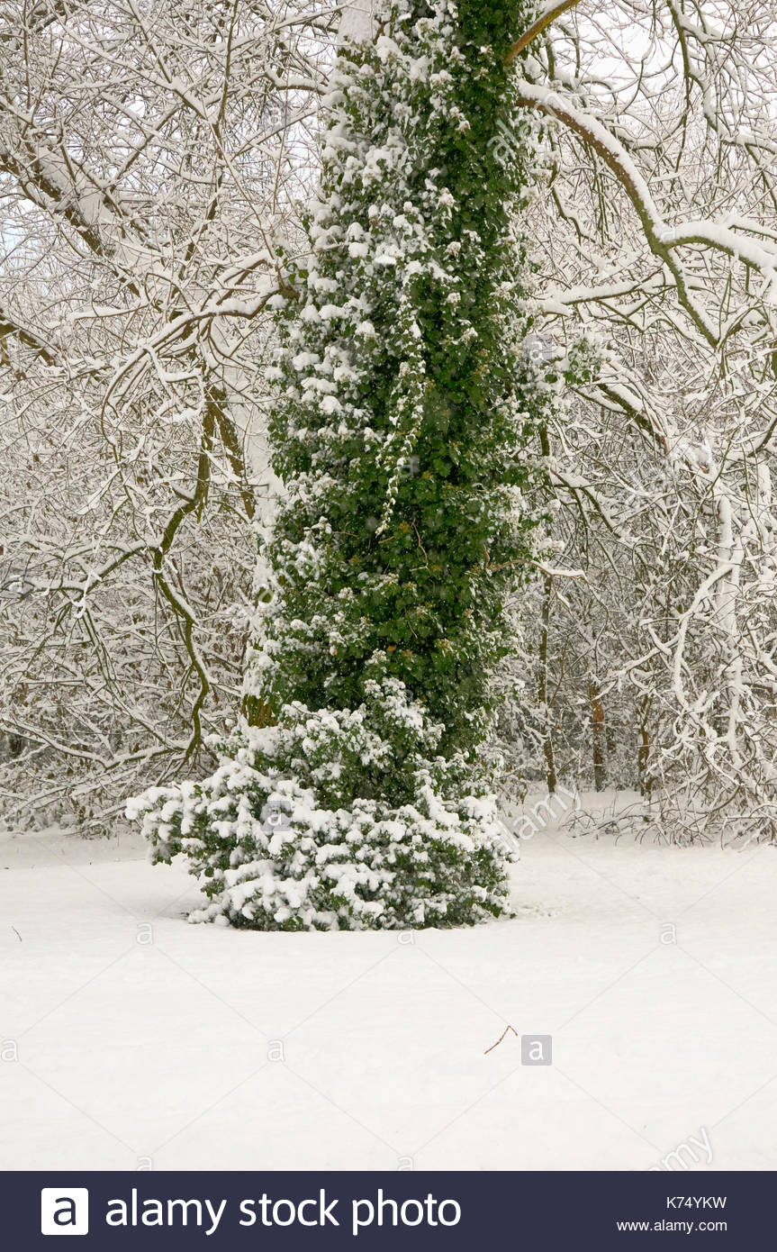 Ivy Tree Uk High Resolution Stock Photography and Images - Alamy