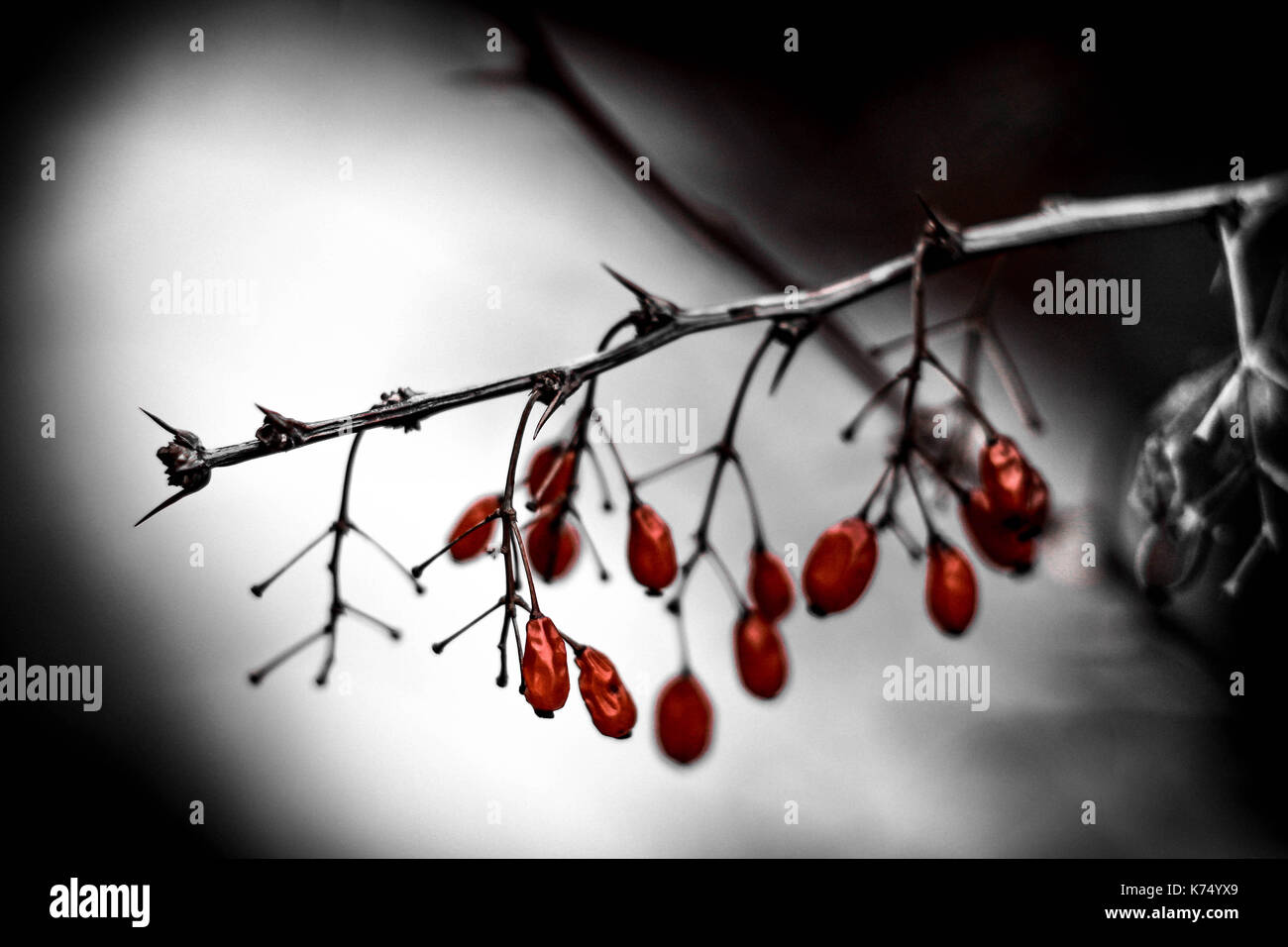 Selection of berries hi-res stock photography and images - Alamy