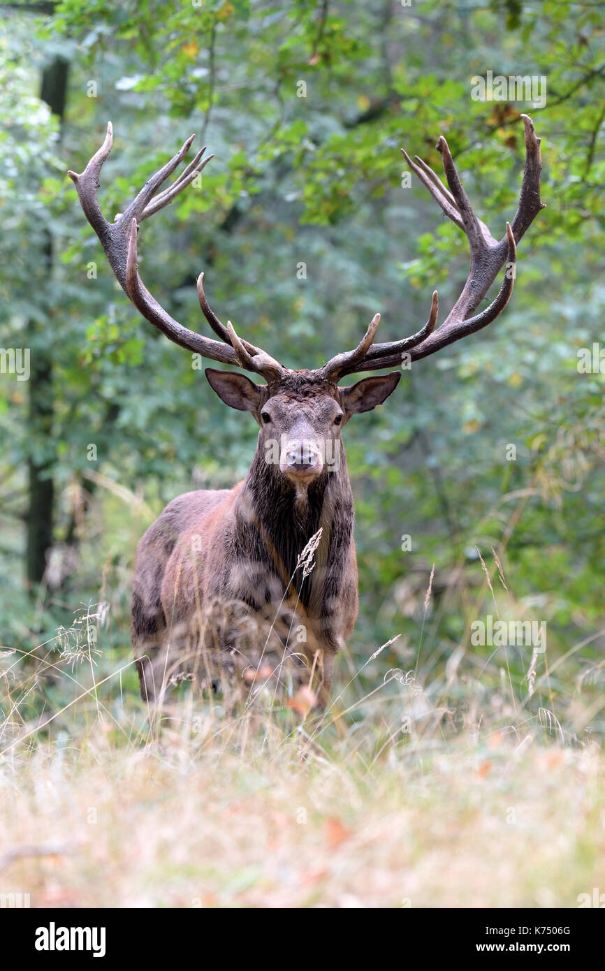 Stag Animal
