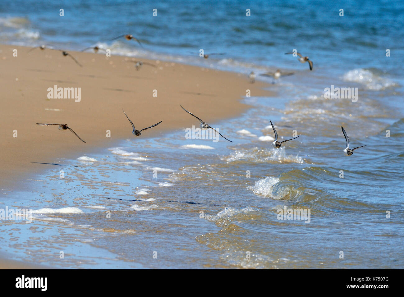 Flying Sanderlings (Calidris alba), Beach, Texel, West Frisian Islands ...