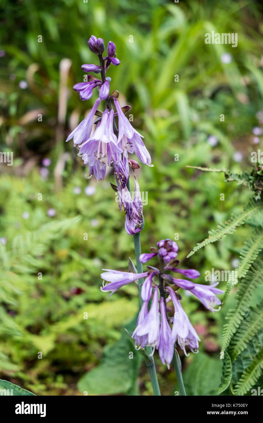 Blue Angels Trumpet flower at University of Nottingham Stock Photo - Alamy