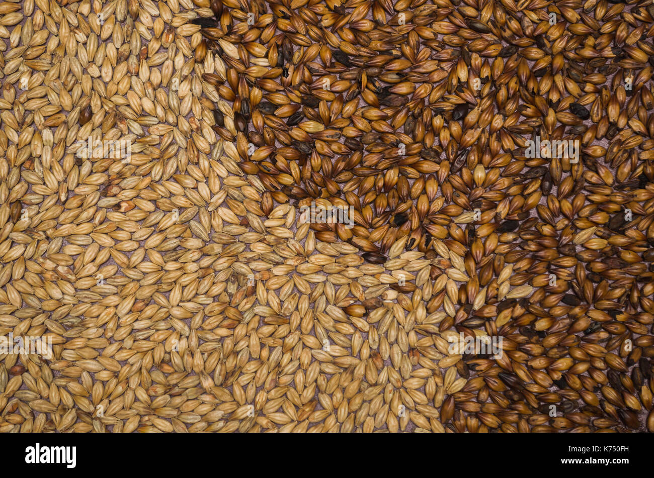 Texture of beer malt on red christmas background Stock Photo - Alamy