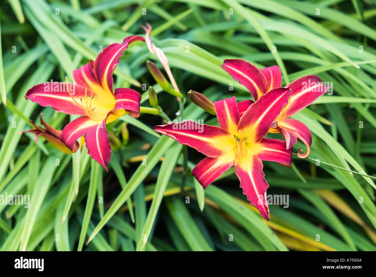 Bonanza yellow hi-res stock photography and images - Alamy