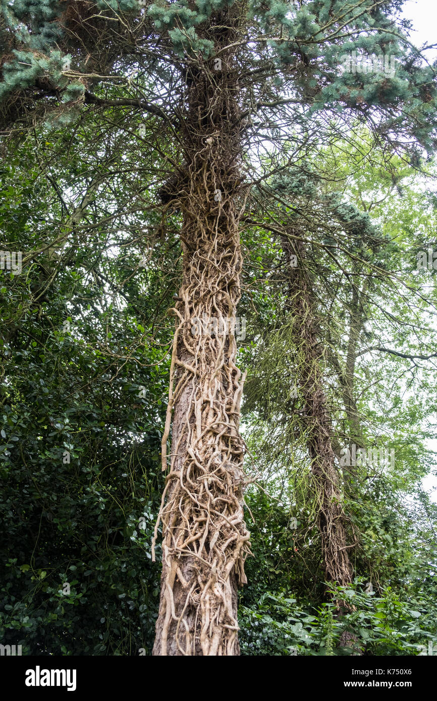 Vines wrapped around tree hi-res stock photography and images - Alamy