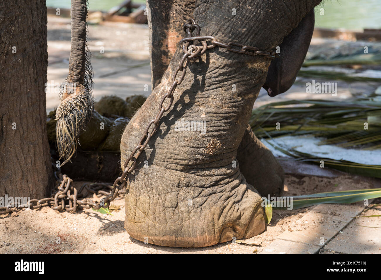 Chained elephant foot Stock Photo - Alamy