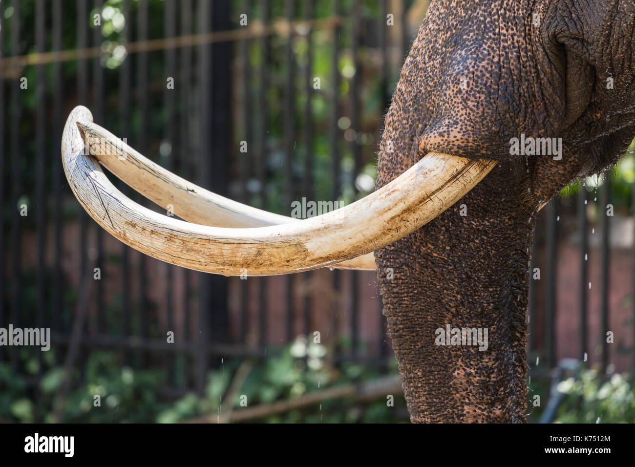 closeup of elephant tusk Stock Photo - Alamy