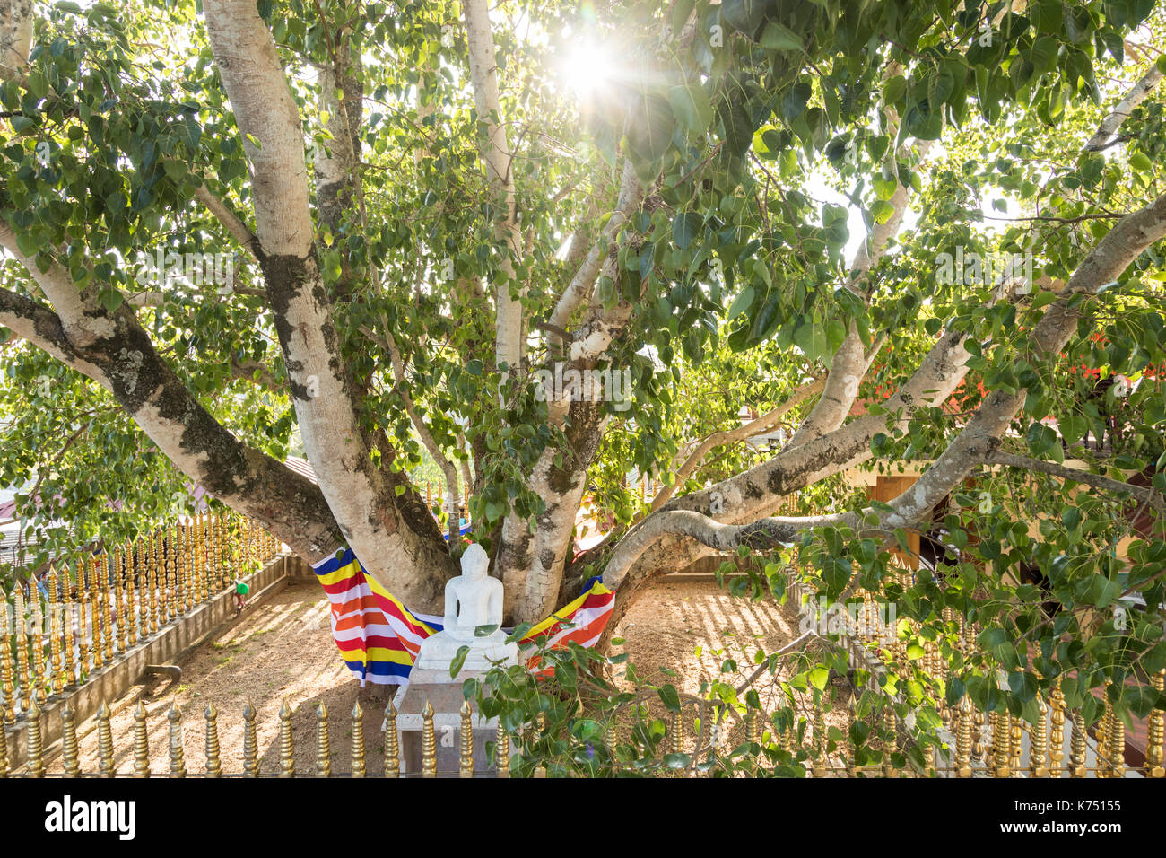 Buddha statue under a holy bodhi tree in Kandy, Sri Lanka Stock Photo ...