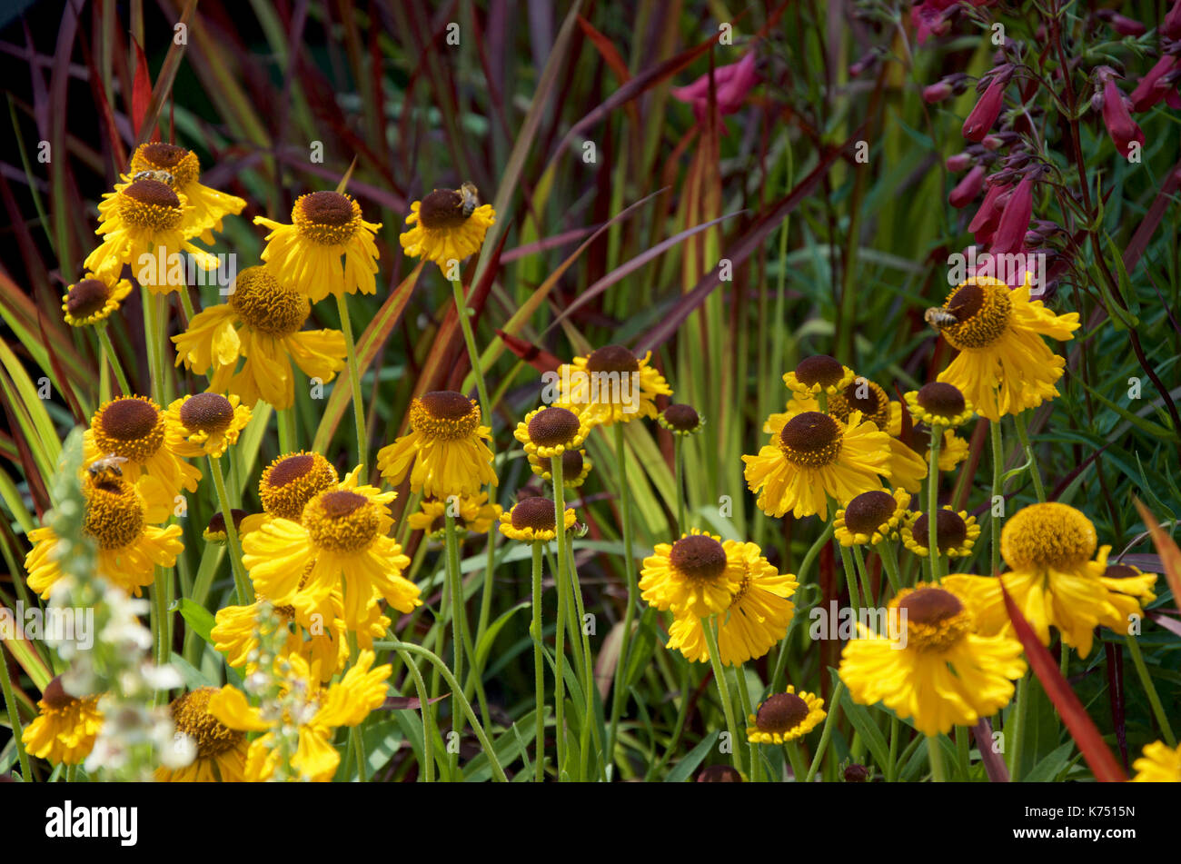 Golden helenium hi-res stock photography and images - Alamy