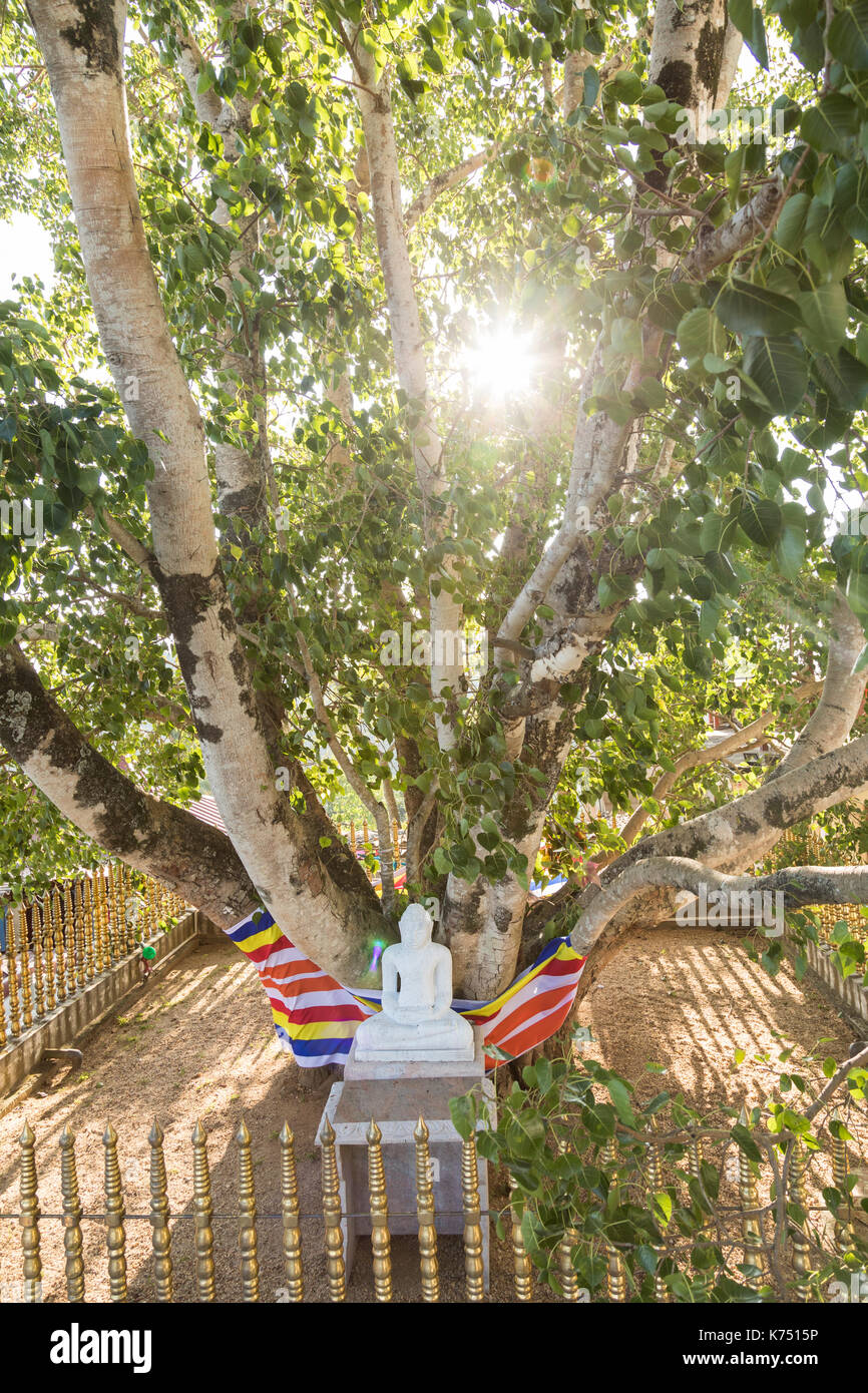 Buddha statue under a holy bodhi tree in Kandy, Sri Lanka Stock Photo ...