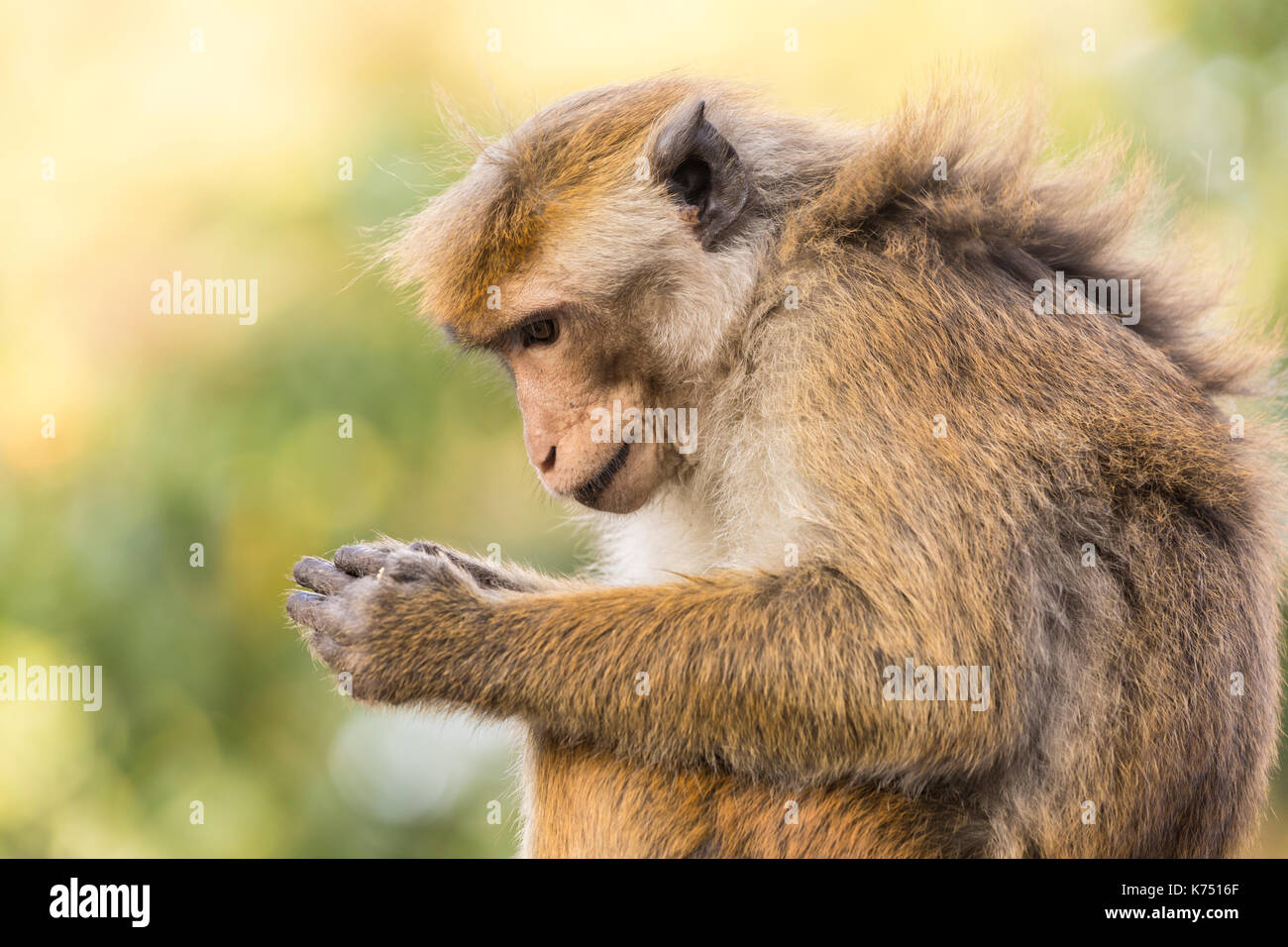 Kandy monkey hi-res stock photography and images - Alamy