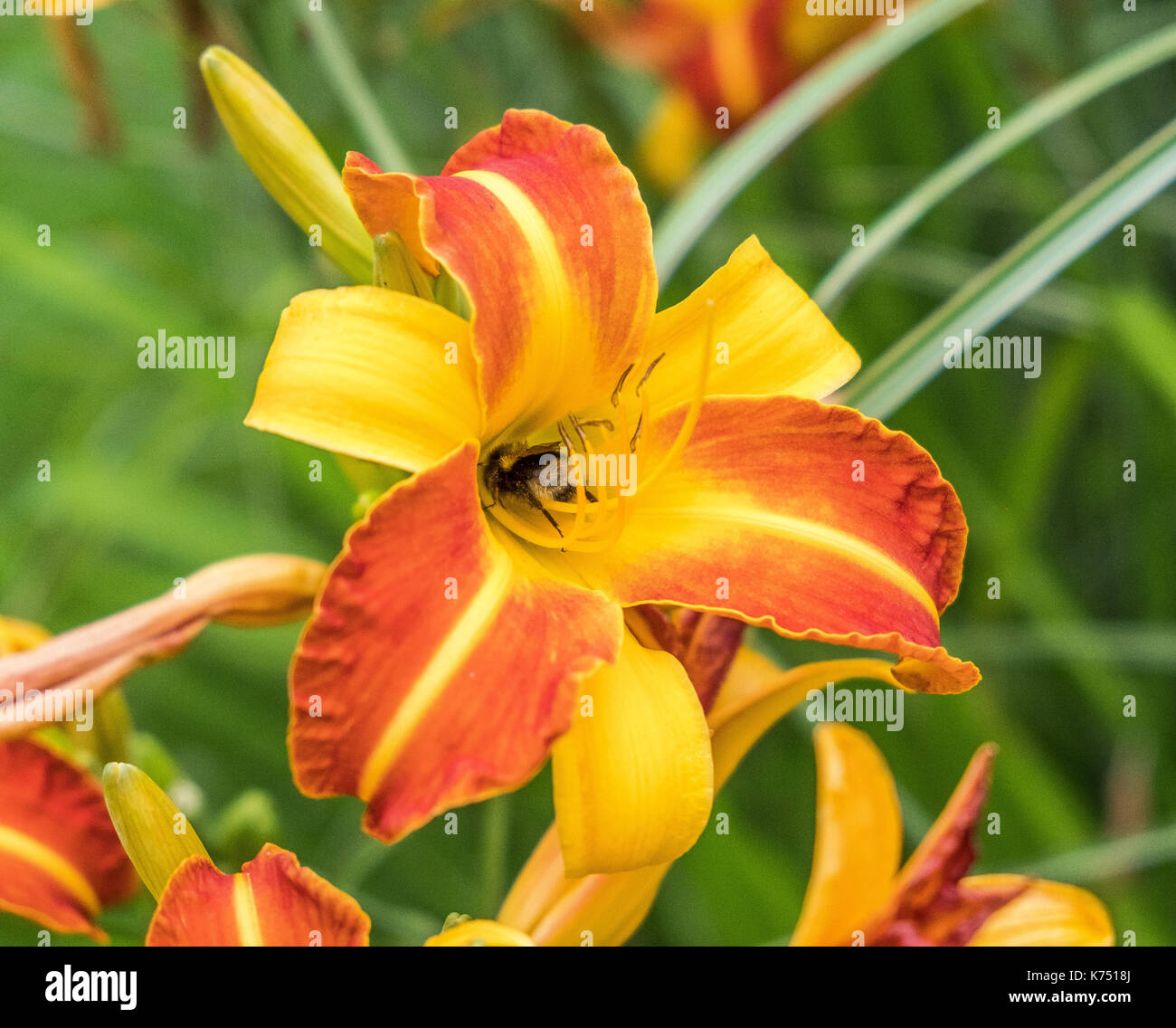 Bonanza yellow hi-res stock photography and images - Alamy