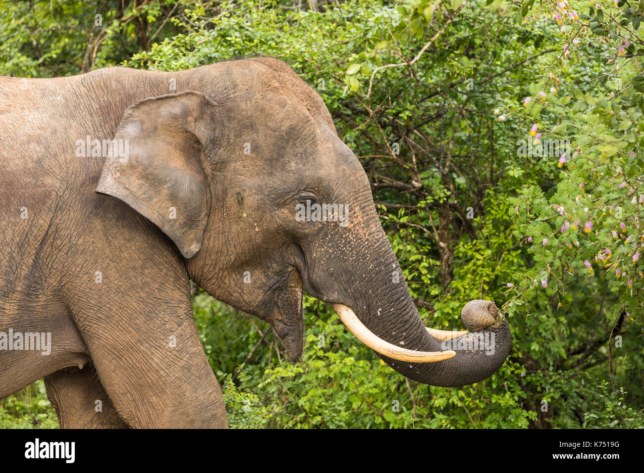 Wild elephant in Yala National Park elephant eating leaves from a shrub ...