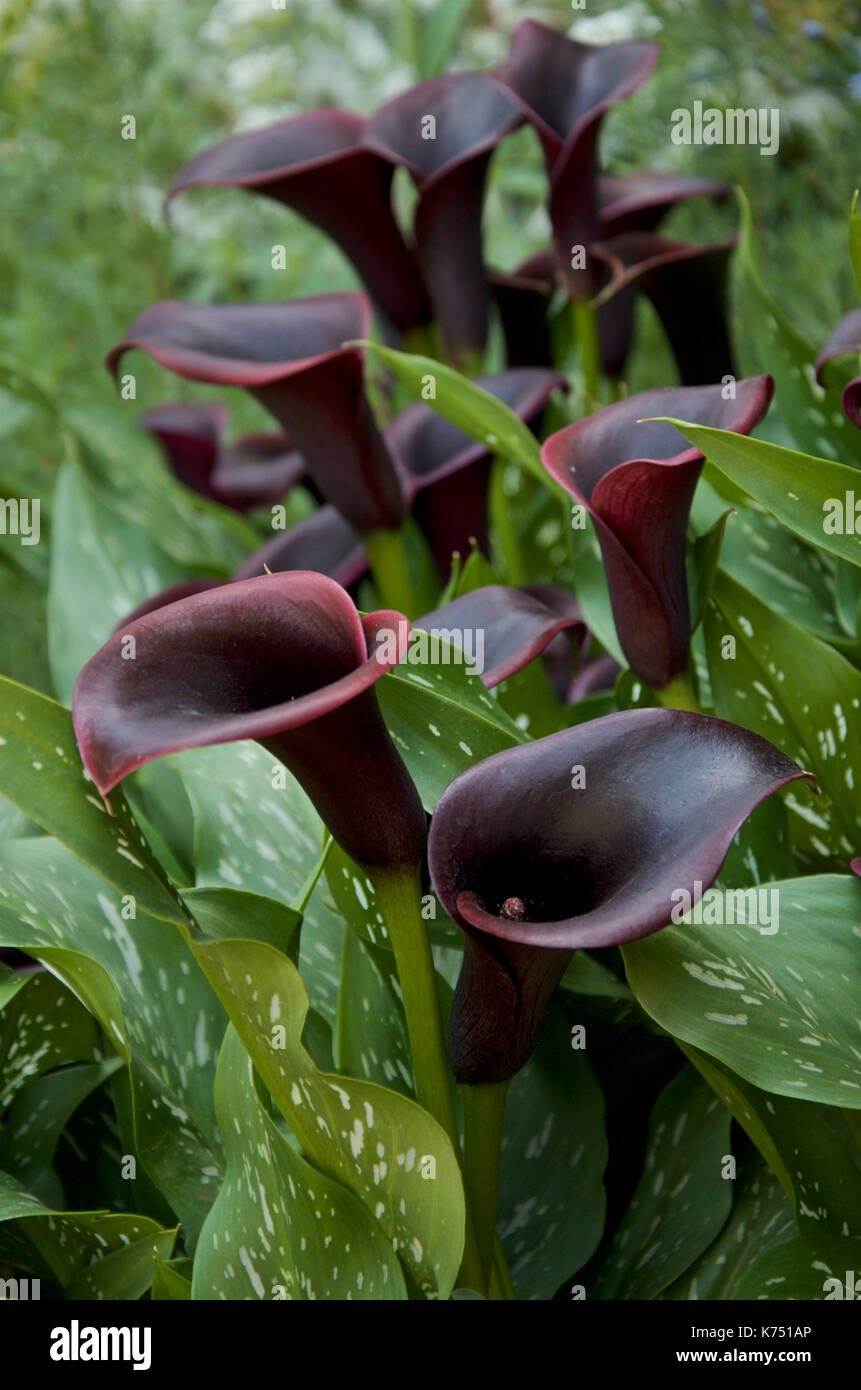 Night lily hi-res stock photography and images - Alamy