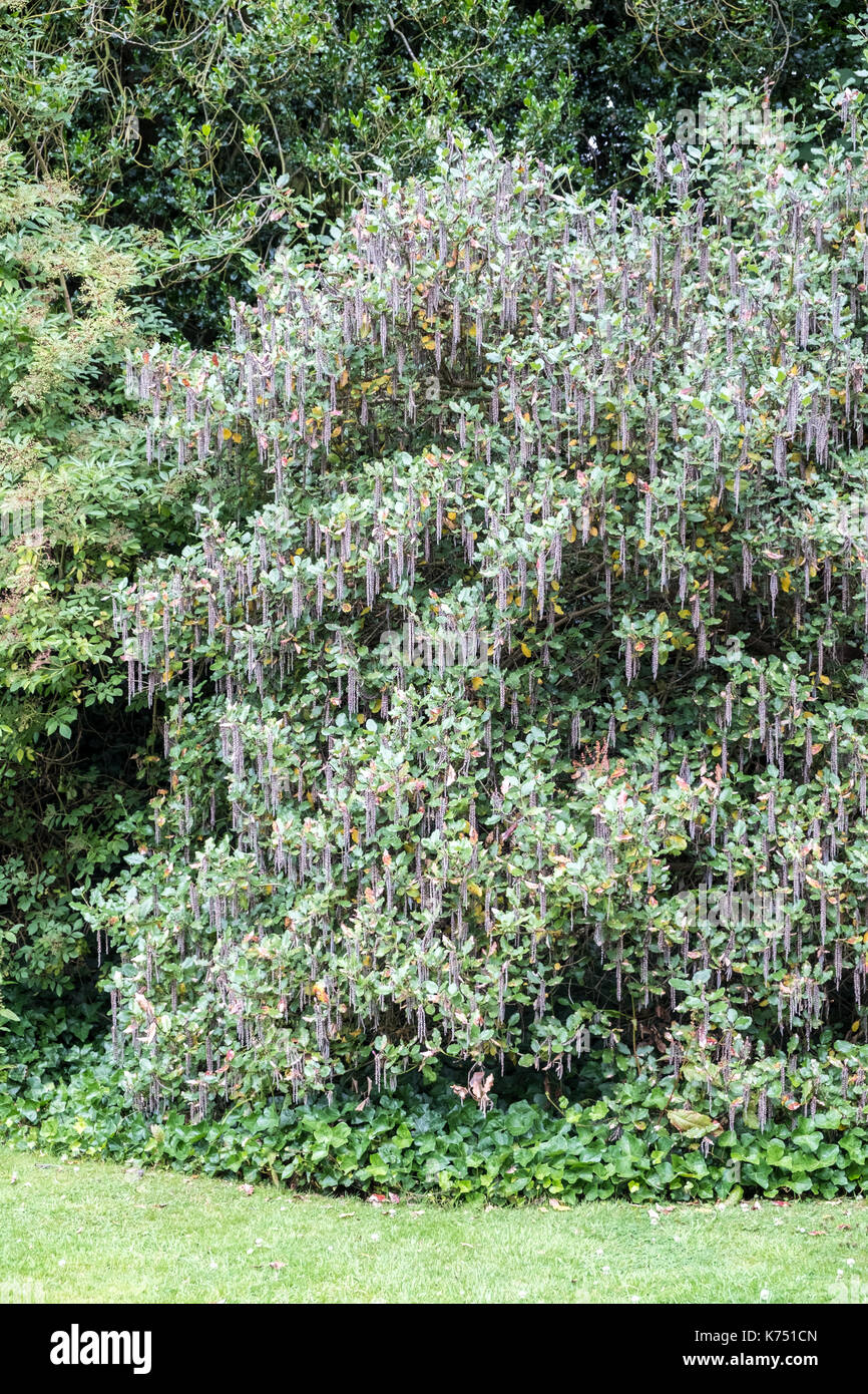Catkin tree at University of Nottingham Stock Photo - Alamy