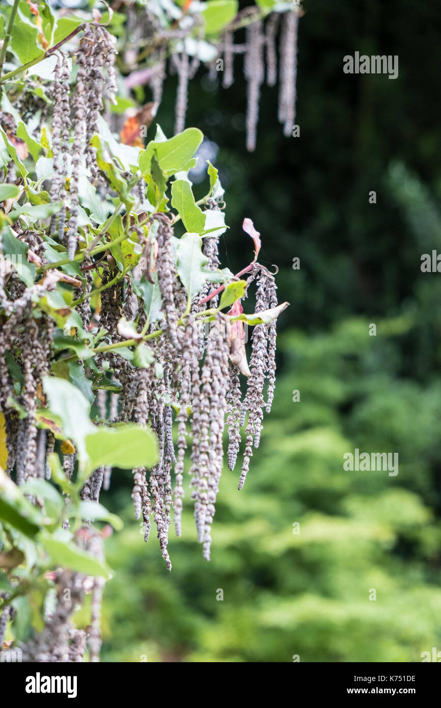Catkin tree at University of Nottingham Stock Photo - Alamy