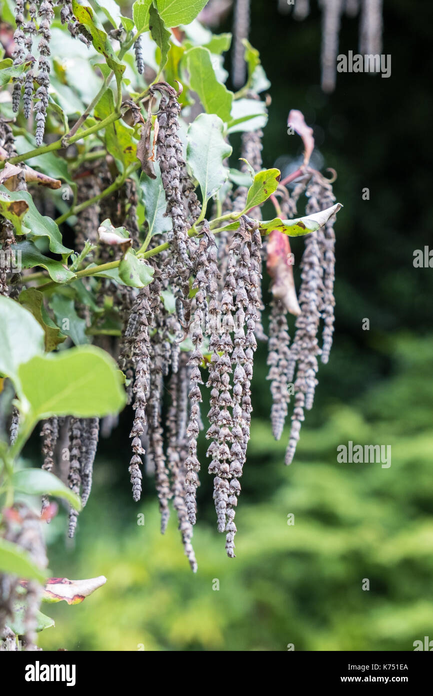 Catkin tree at University of Nottingham Stock Photo - Alamy