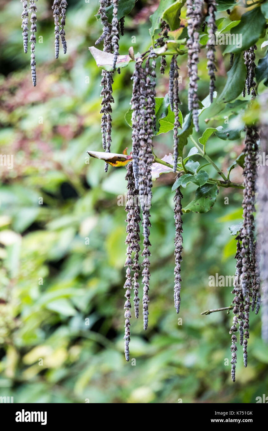 Catkin tree at University of Nottingham Stock Photo - Alamy