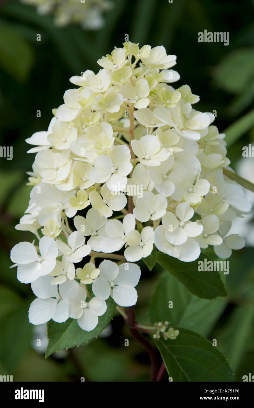 Hydrangea paniculata phantom hi-res stock photography and images - Alamy