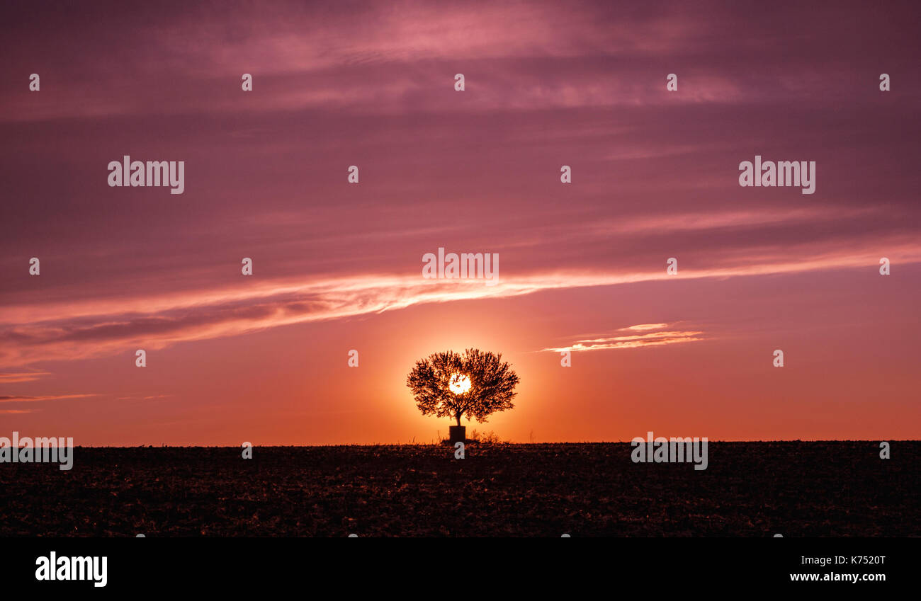 Stand alone tree on a sunset Stock Photo - Alamy