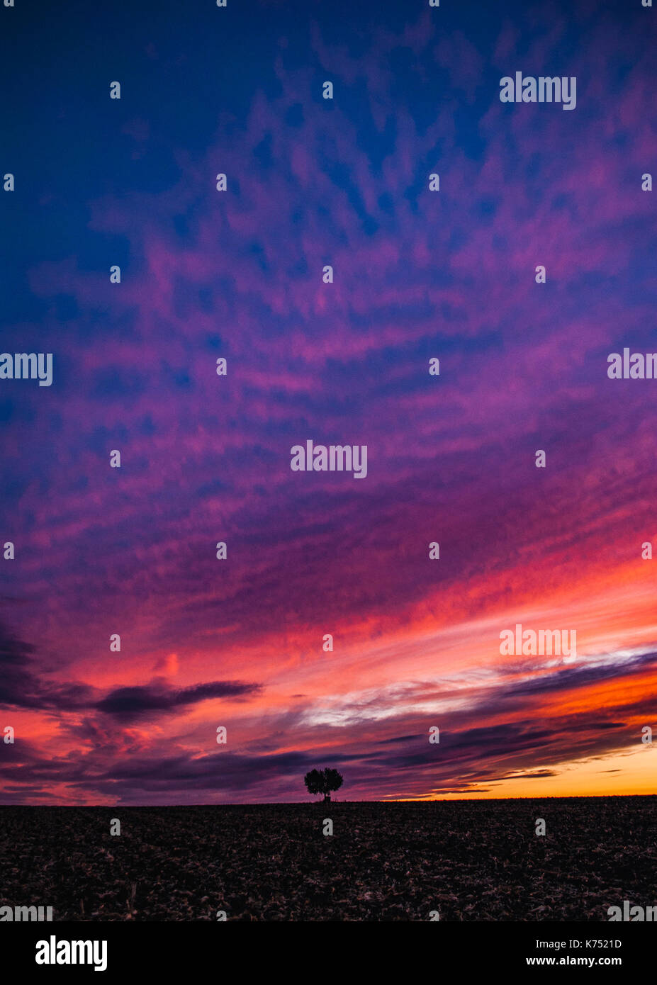 Stand alone tree on a sunset Stock Photo - Alamy