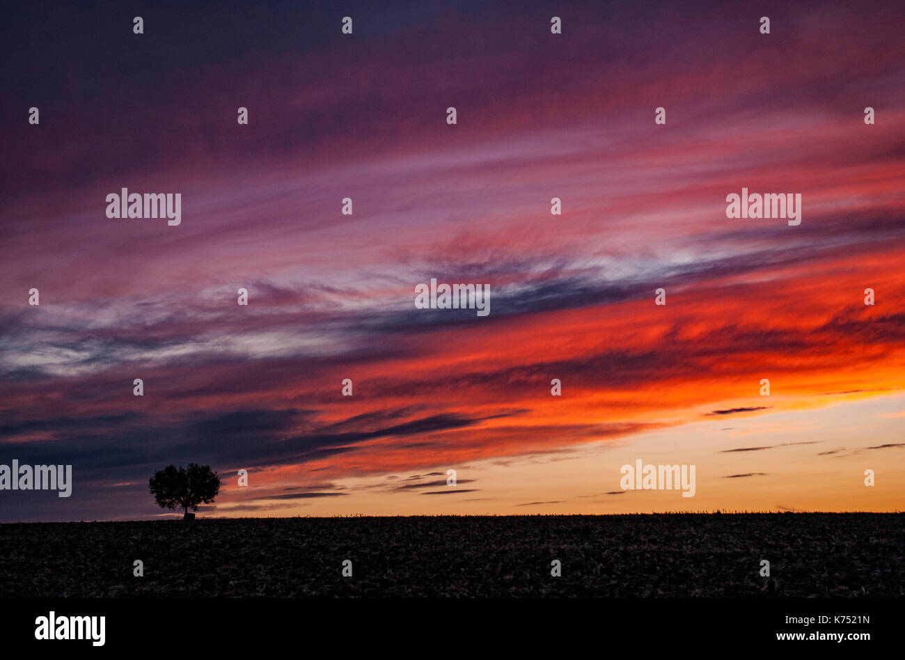 Stand alone tree hi-res stock photography and images - Alamy
