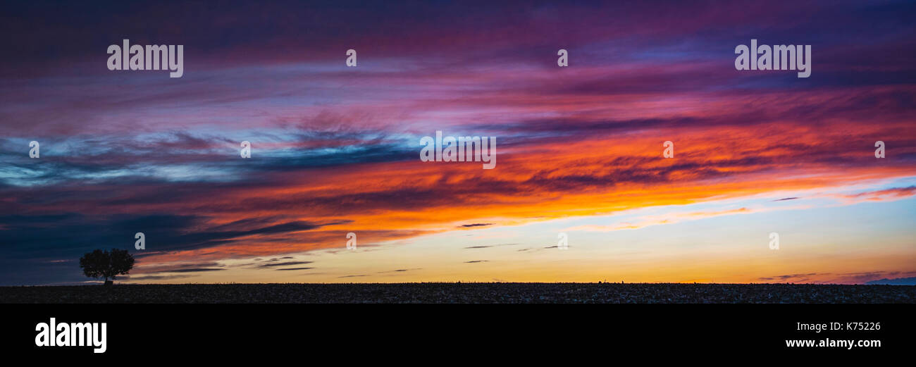 Stand alone tree on a sunset Stock Photo - Alamy