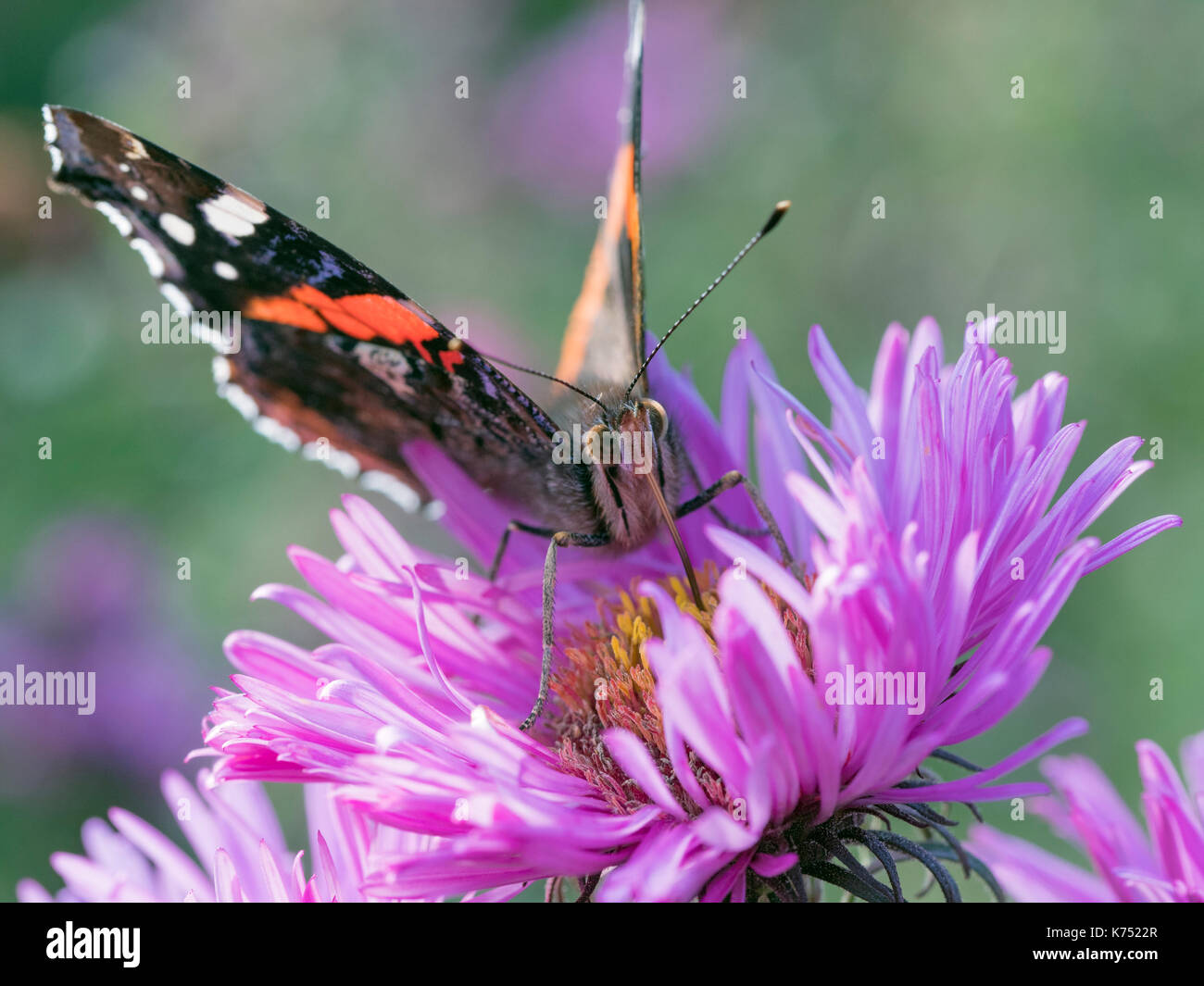 Butterfly tongue close up hi-res stock photography and images - Alamy