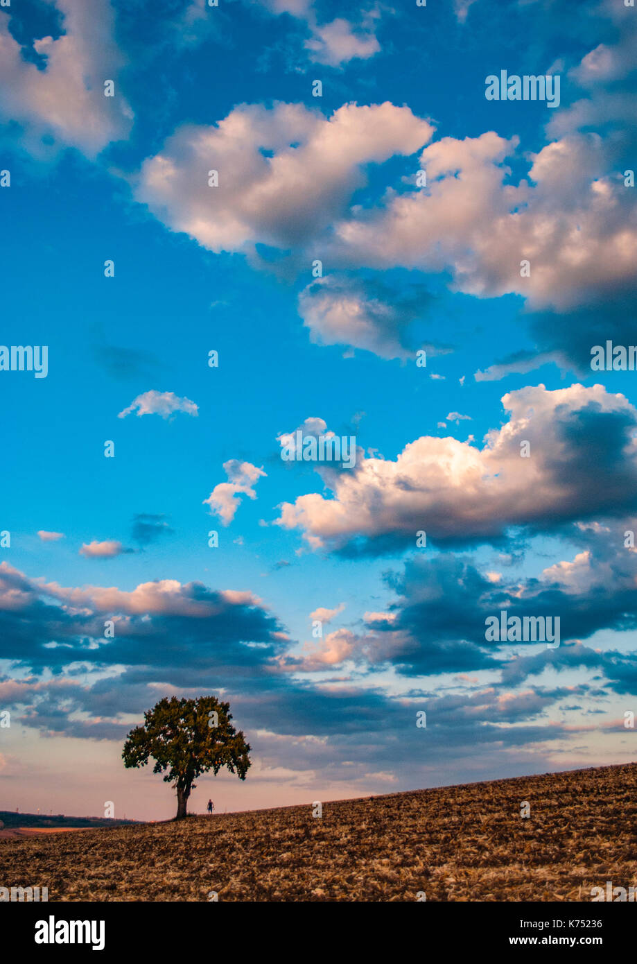 Stand alone tree on a sunset Stock Photo - Alamy