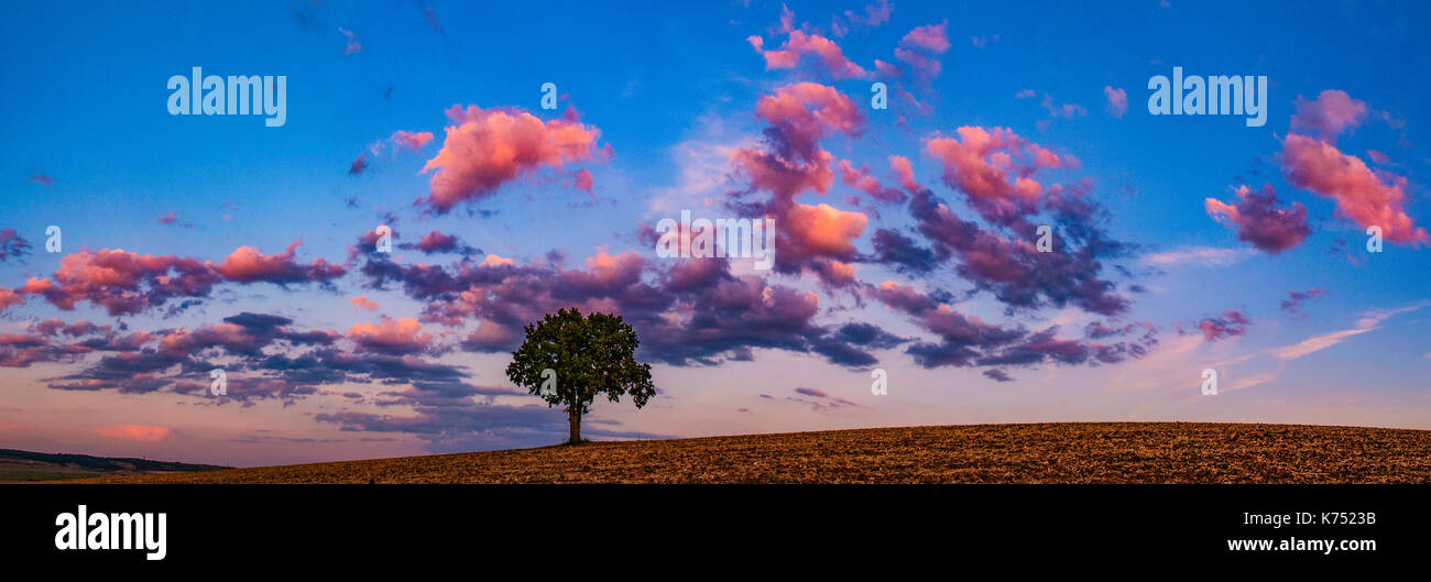 Stand alone tree on a sunset Stock Photo - Alamy
