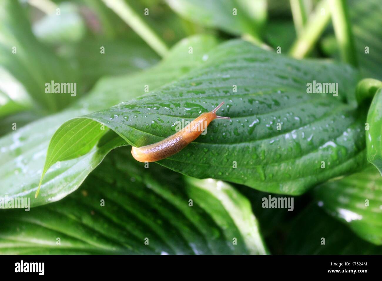 Slug on leaf Stock Photo - Alamy