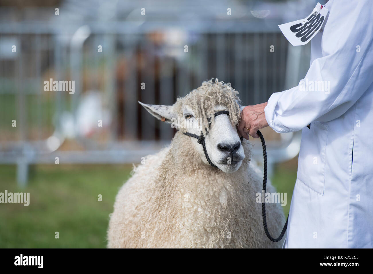 Show sheep farmers hi-res stock photography and images - Alamy