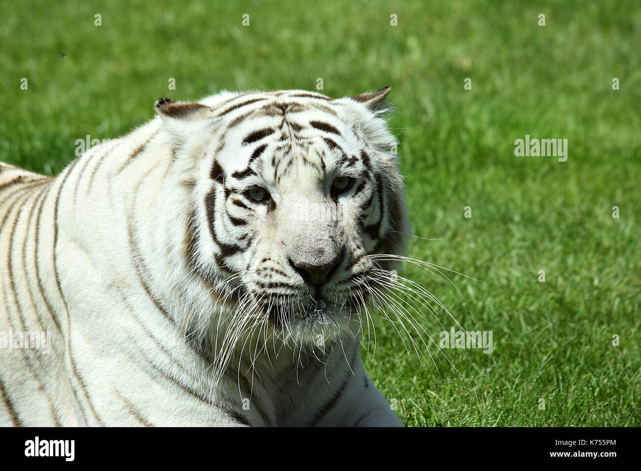 Strong hefty muscular hi-res stock photography and images - Alamy