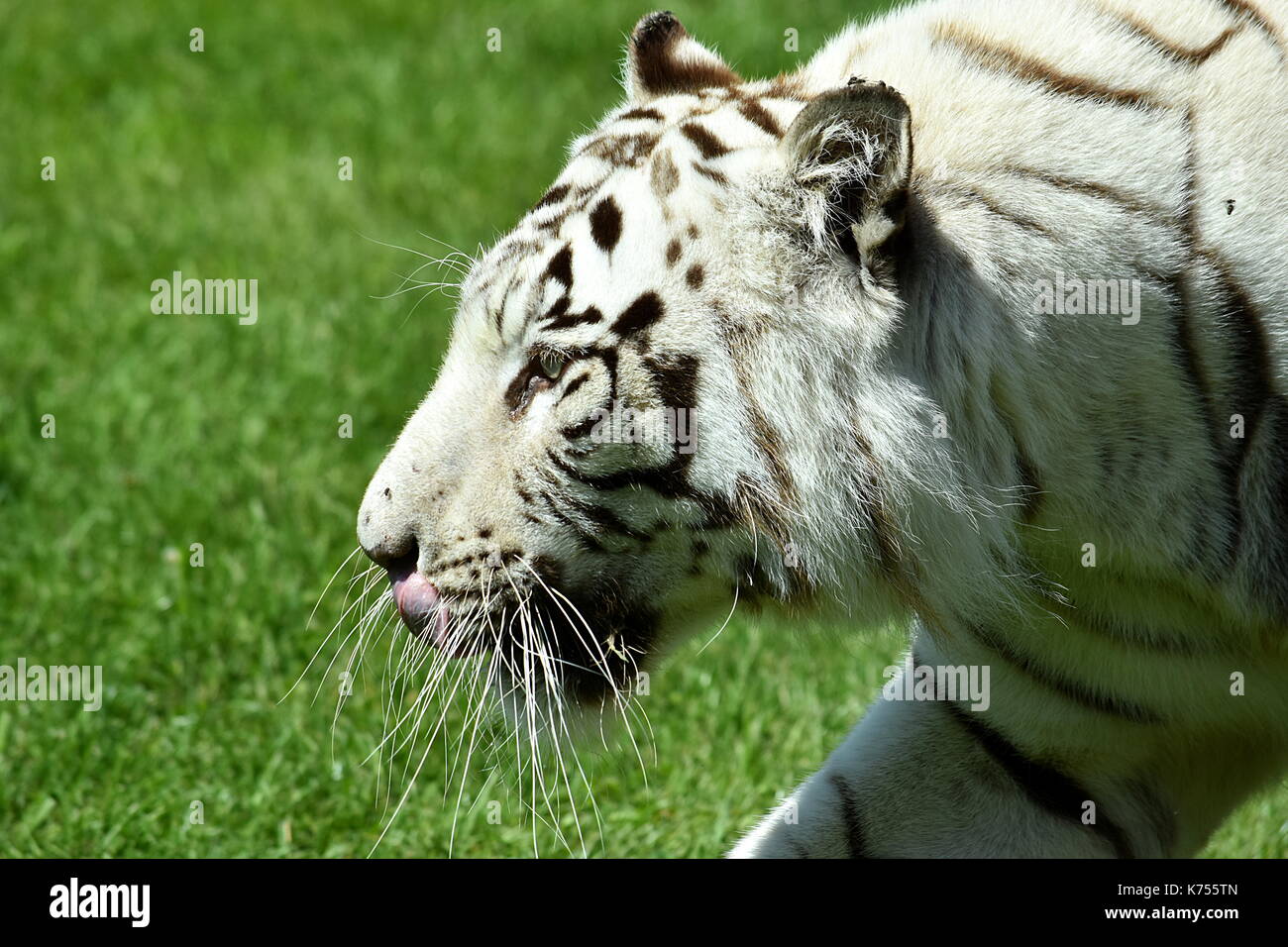 Whitehair hi-res stock photography and images - Alamy